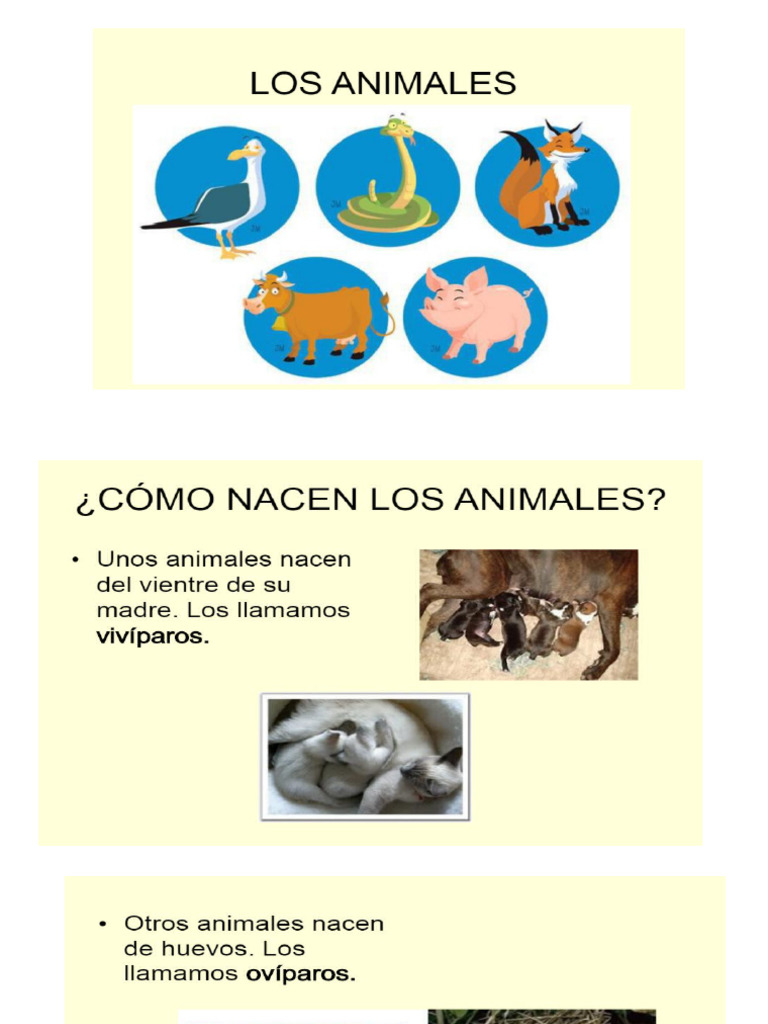 Diapositivas Animales | PDF