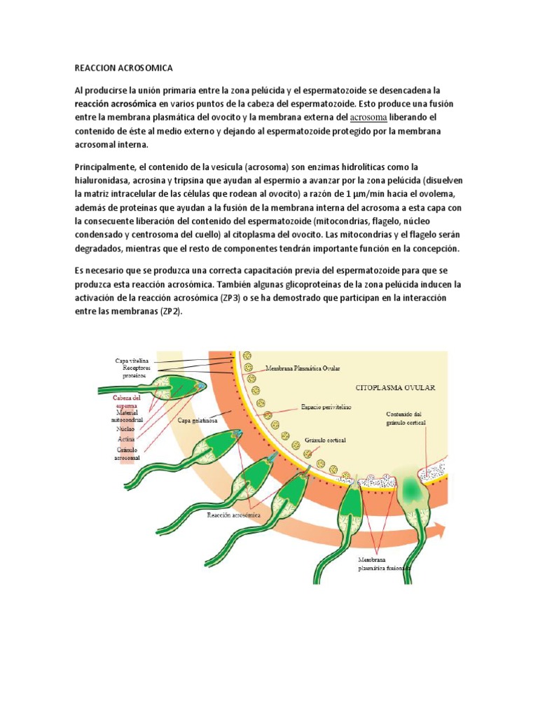 Reaccion Acrosomica y Cortical | Sistema reproductivo | Reproducción