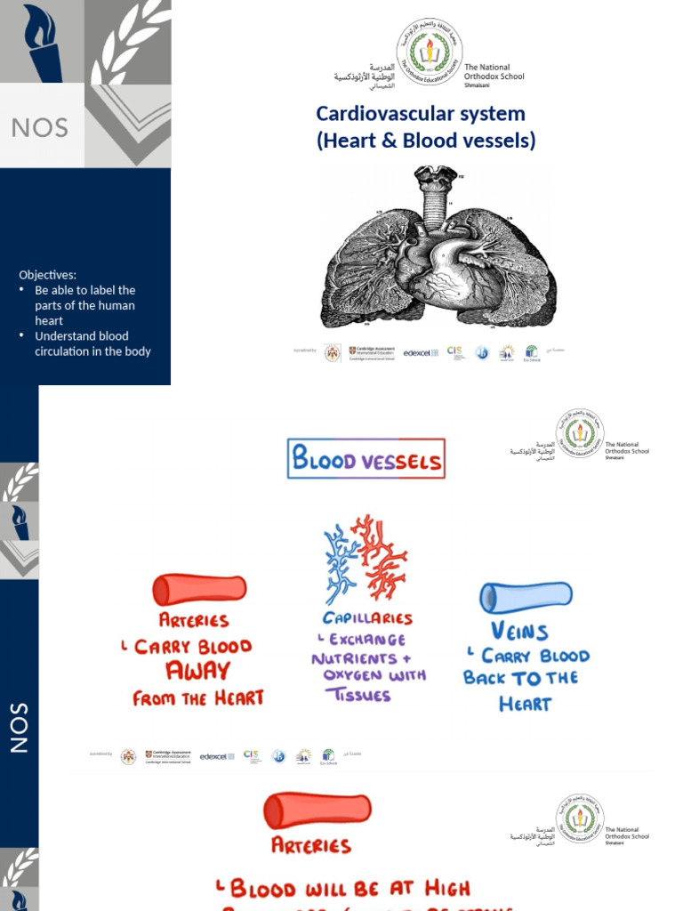 Cardiovasular System | PDF | Heart | Circulatory System