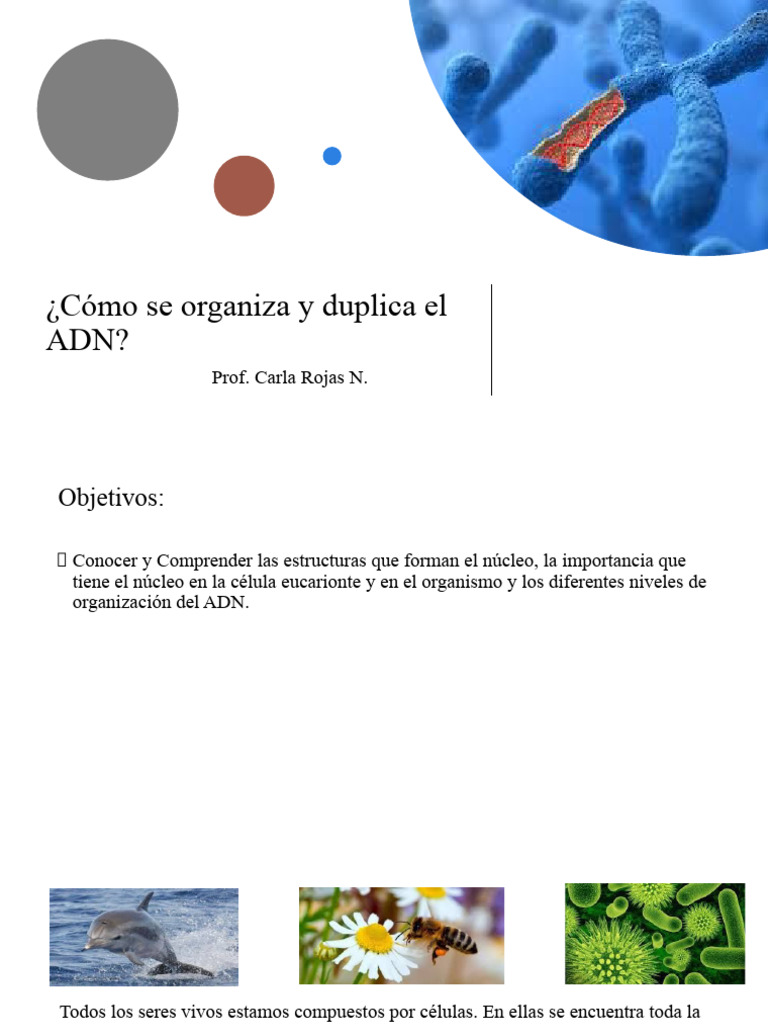Cmo Se Organiza y Duplica El ADN 2025 | PDF | Cromosoma | Adn