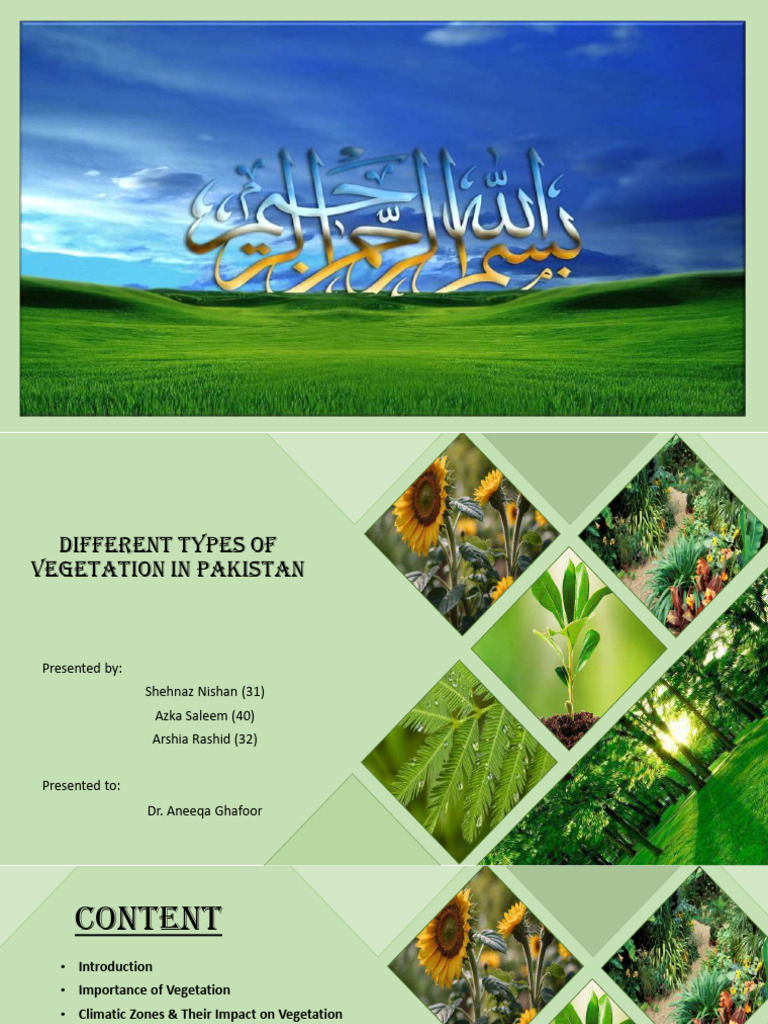 Types of Vegetation in Pakistan | PDF | Forests | Mangrove