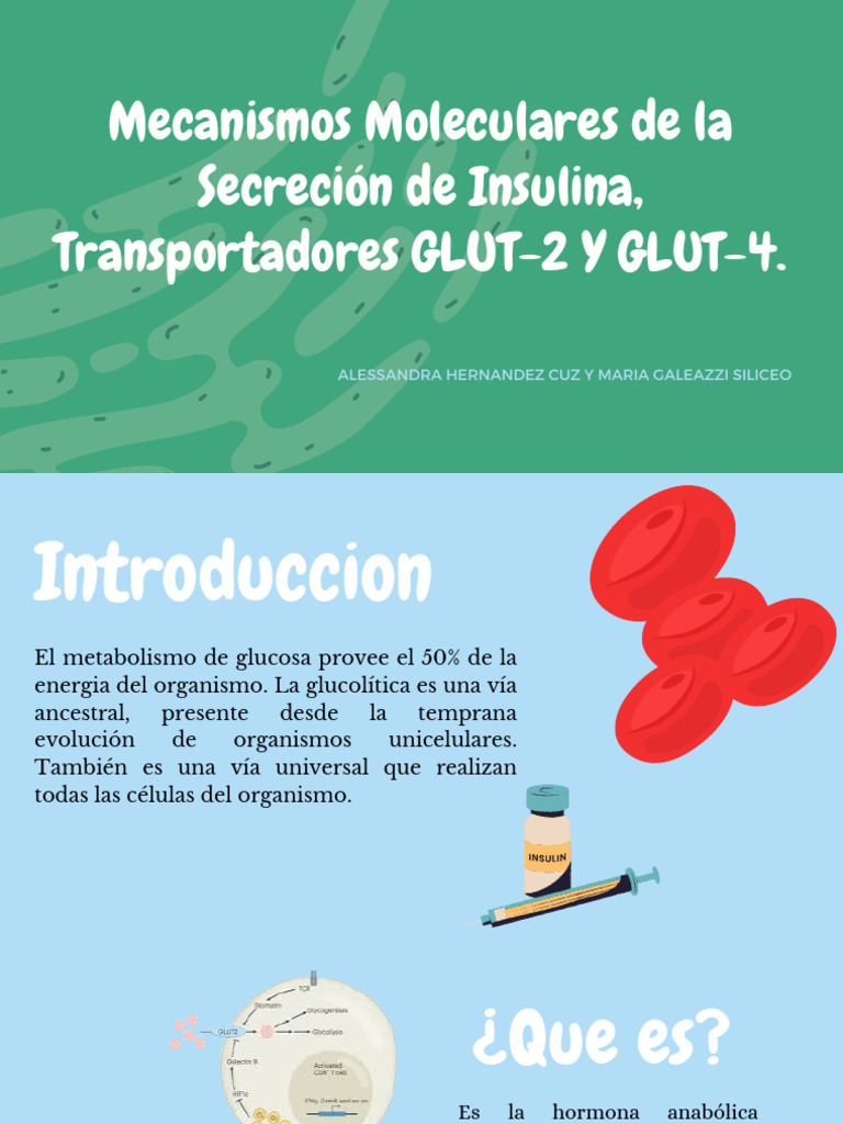 Secreción de La Insulina PDF | PDF | Insulina | Biología