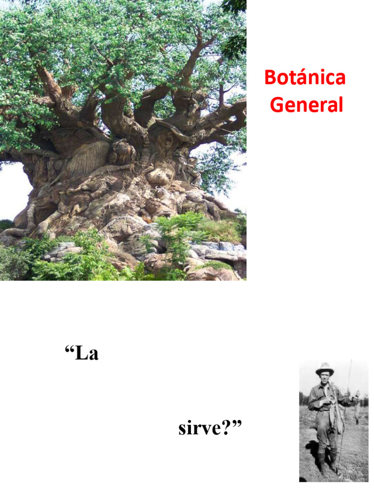 1 Botanica Definición | PDF
