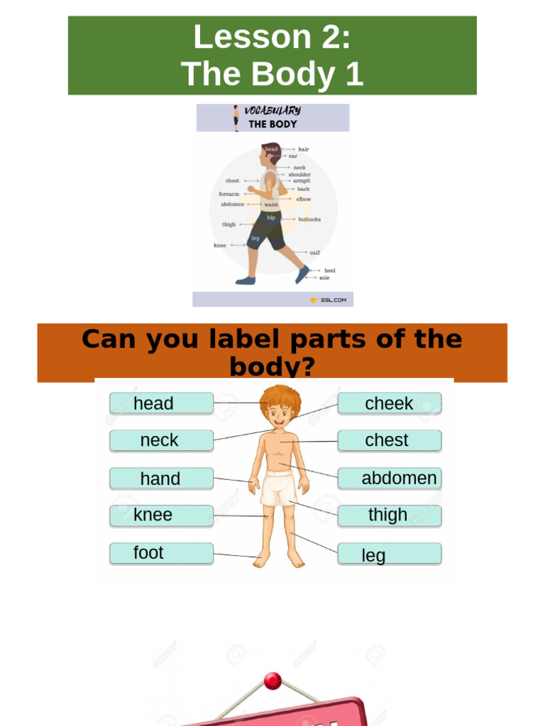 Lesson 2 - The Body 1 | PDF | Arm | Shoulder