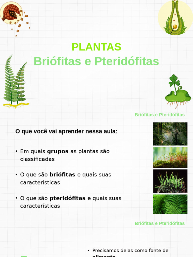 Briófitas e Pteridófitas | PDF | Musgo | Samambaia