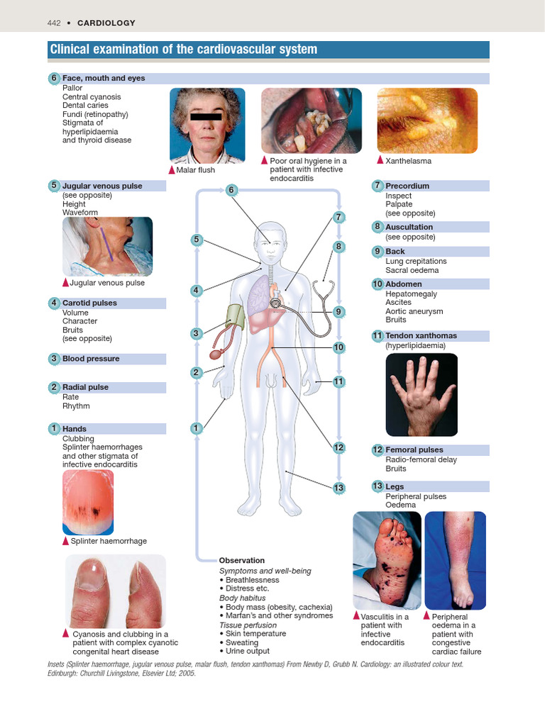 Clinical Examination | PDF | Pulse | Vein