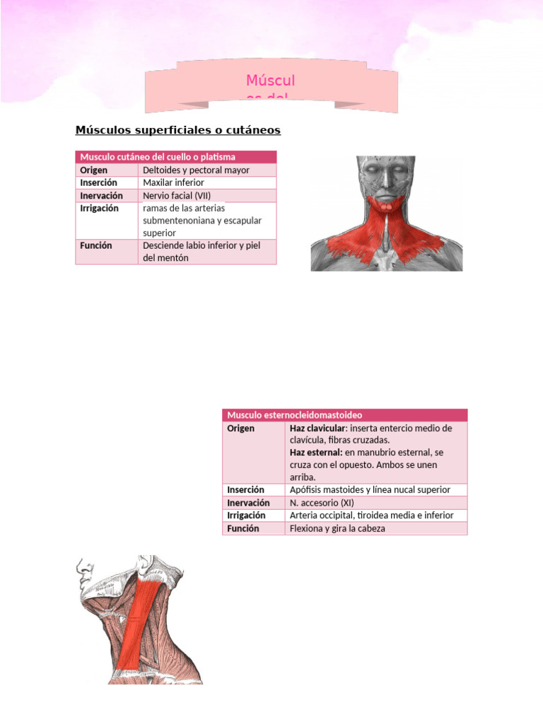 Anatomía de los Músculos del Cuello | PDF | Tejido suave | Sistema ...