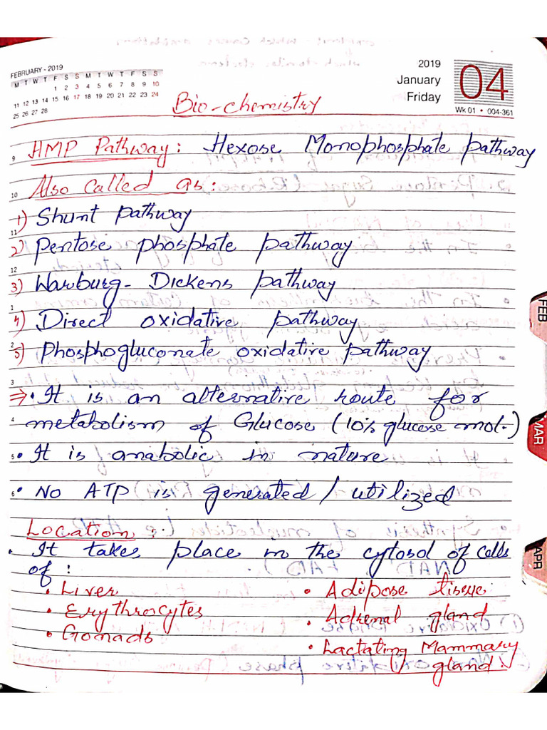 Carbohydrate Metabolism 3rd Year | PDF