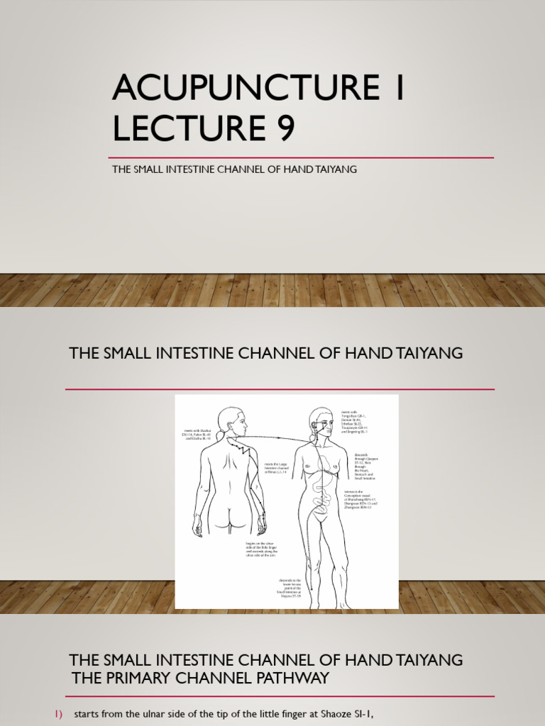 ACU I - Small Intestine Lecture 9 | PDF | Elbow | Arm