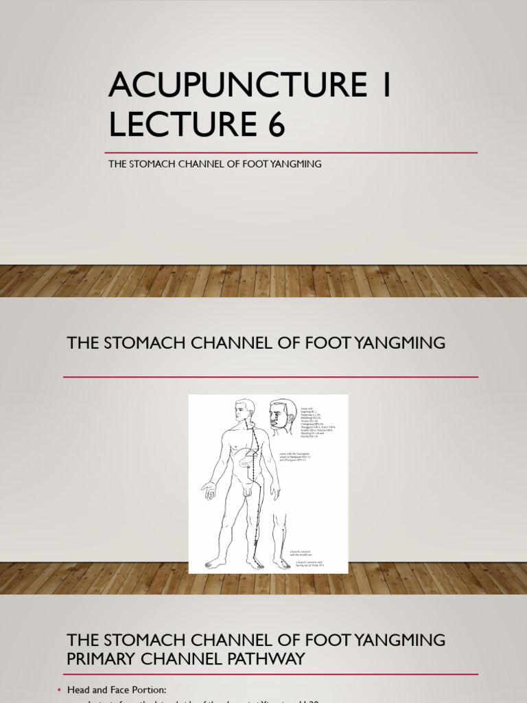 ACU I - Stomach Lecture 6 | PDF | Foot | Abdomen