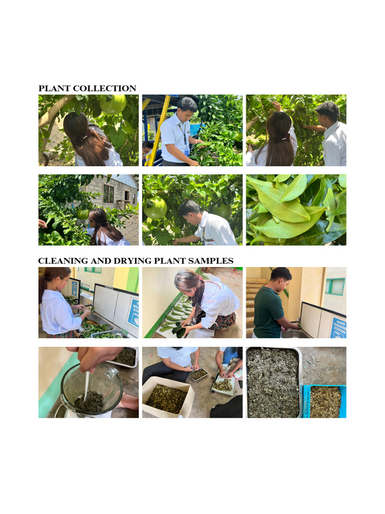 Plant Collection PDF | PDF