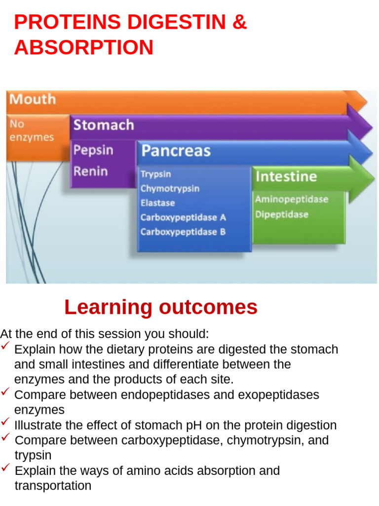 Protein Digestion | PDF | Digestion | Stomach
