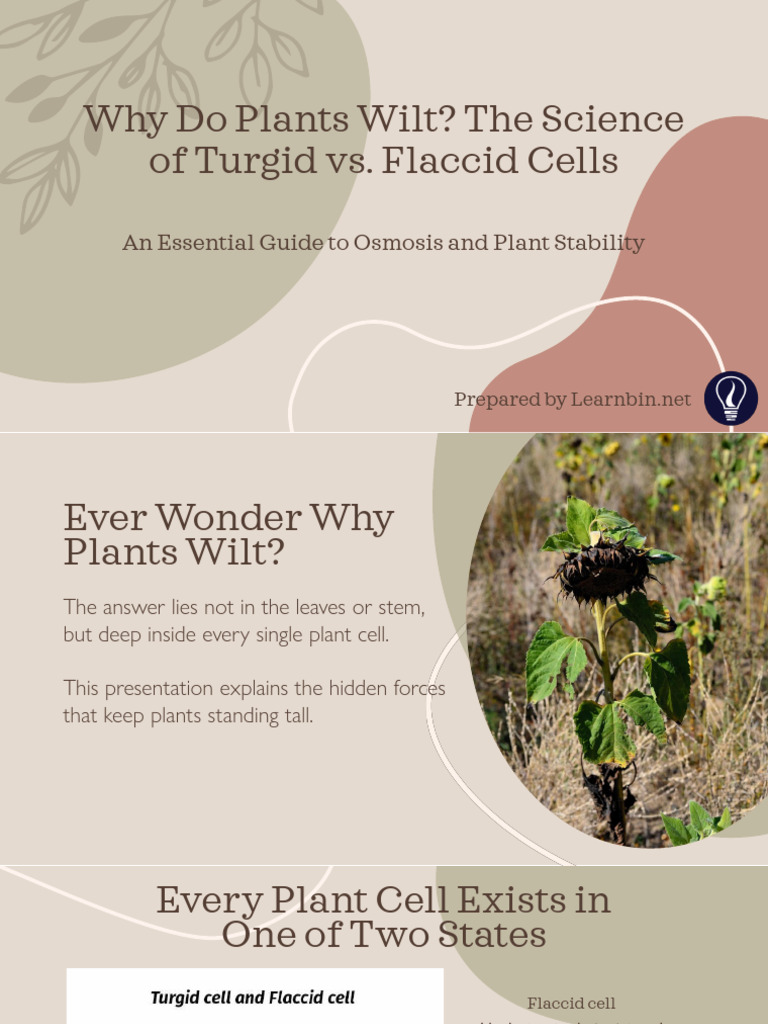 The Science of Turgid vs. Flaccid Cells. Flaccid Cells | PDF | Osmosis ...