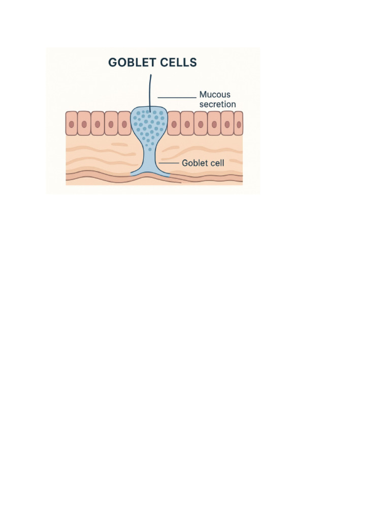 Goblet Cell | PDF