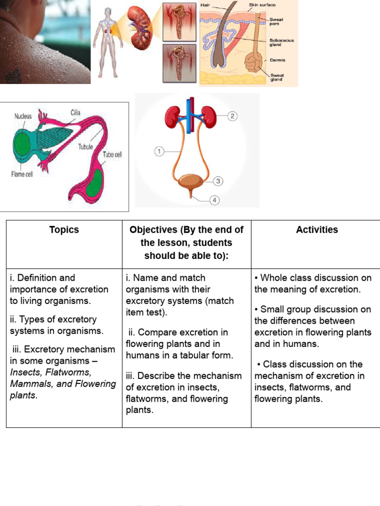 Hs2 - WK 6 - Excretory System | PDF | Excretion | Biology