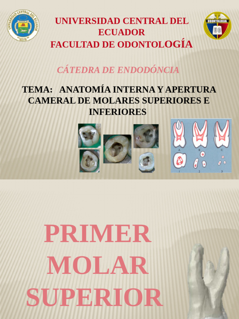 Anatomía de Molares Superiores e Inferiores | PDF | Ramas de ...