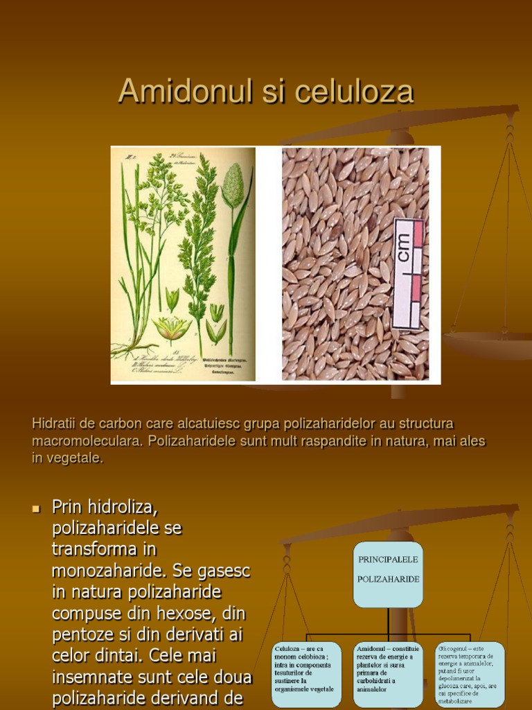 Celuloza Si Amidonul | PDF