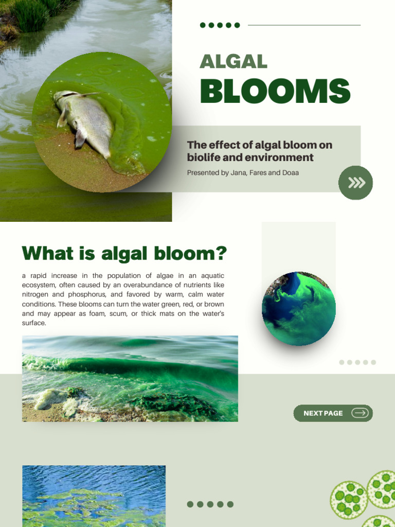 Impact of Algal Blooms on Ecosystems | PDF | Algae | Water
