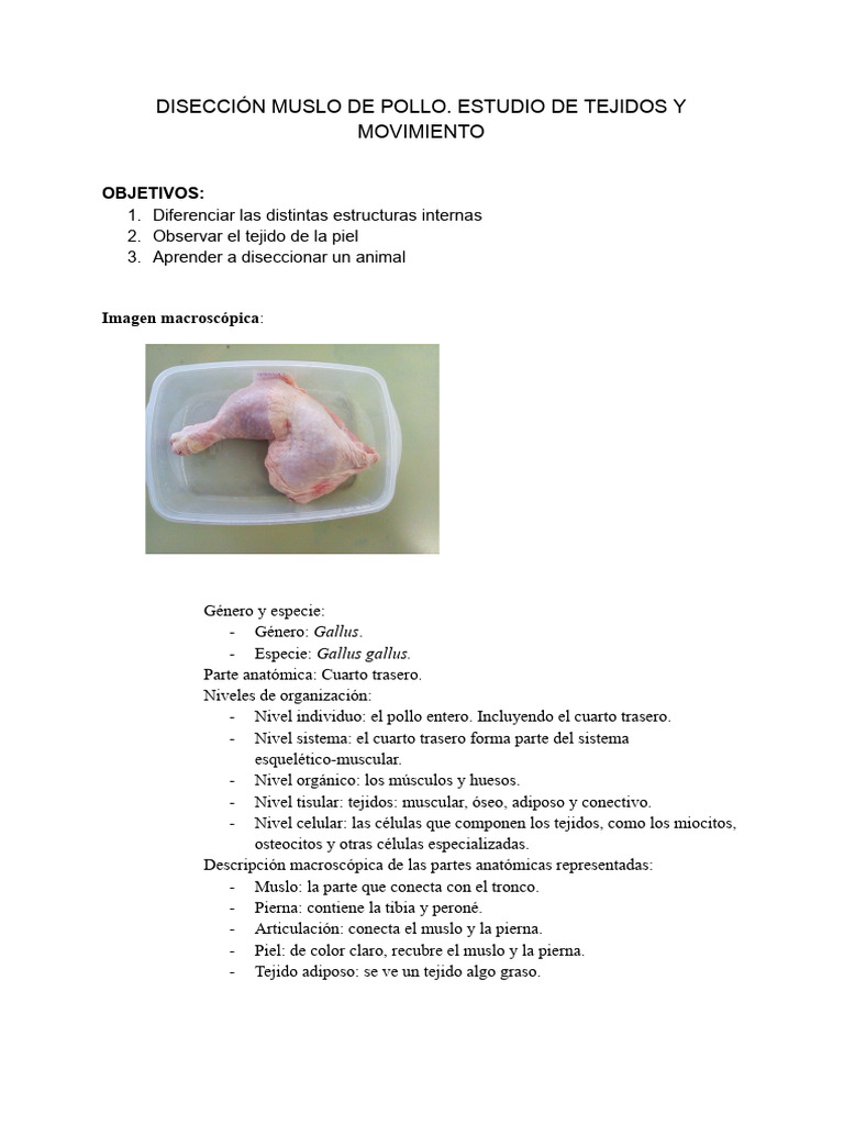 Disección y análisis de muslo de pollo | PDF | Hueso | Músculo