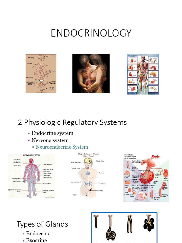 Endocrinology | PDF | Endocrine System | Adrenal Gland