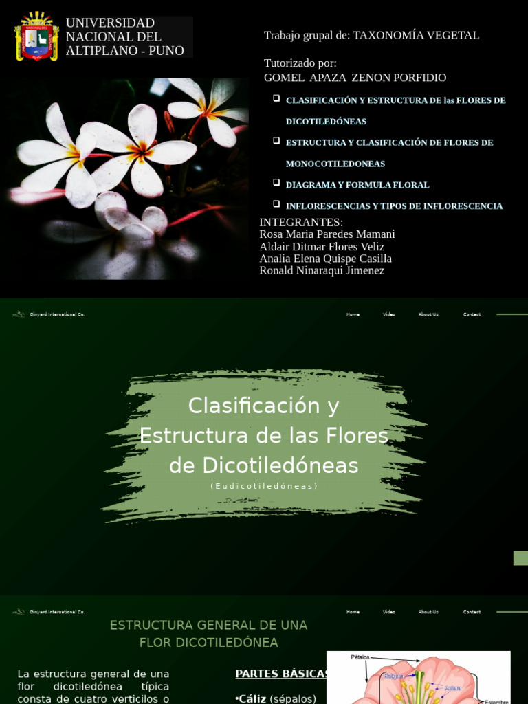 Flores Dicotiledoneas y Monocotiledoneas - Inflorescencia 3 | PDF | Flores | Ramas de la botánica