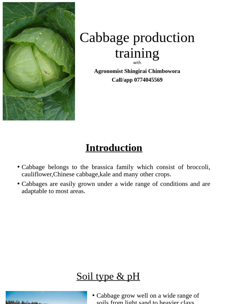 Cabbage Production Training Guide | PDF | Cabbage | Soil