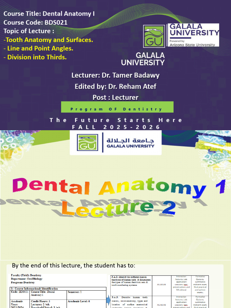 Dental Anatomy Lec 2-1 | PDF | Dental Anatomy | Human Tooth