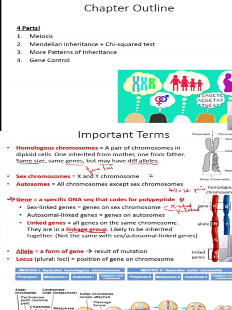 Ch. 16 A2 Biology | PDF