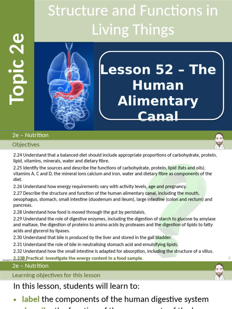 Lesson 52 The Human Alimentary Canal | PDF | Digestion | Human ...