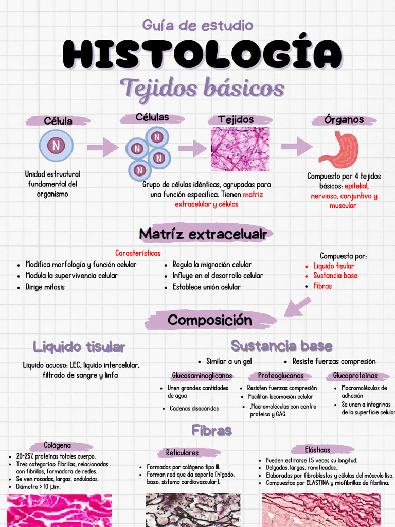 Guía Histología 2dop PDF | PDF | Tejido conectivo | Epitelio