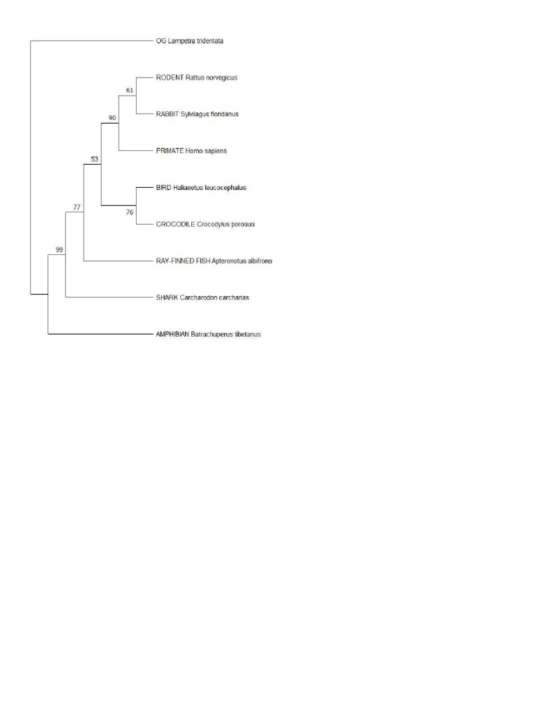 Phylogeny Tree | PDF