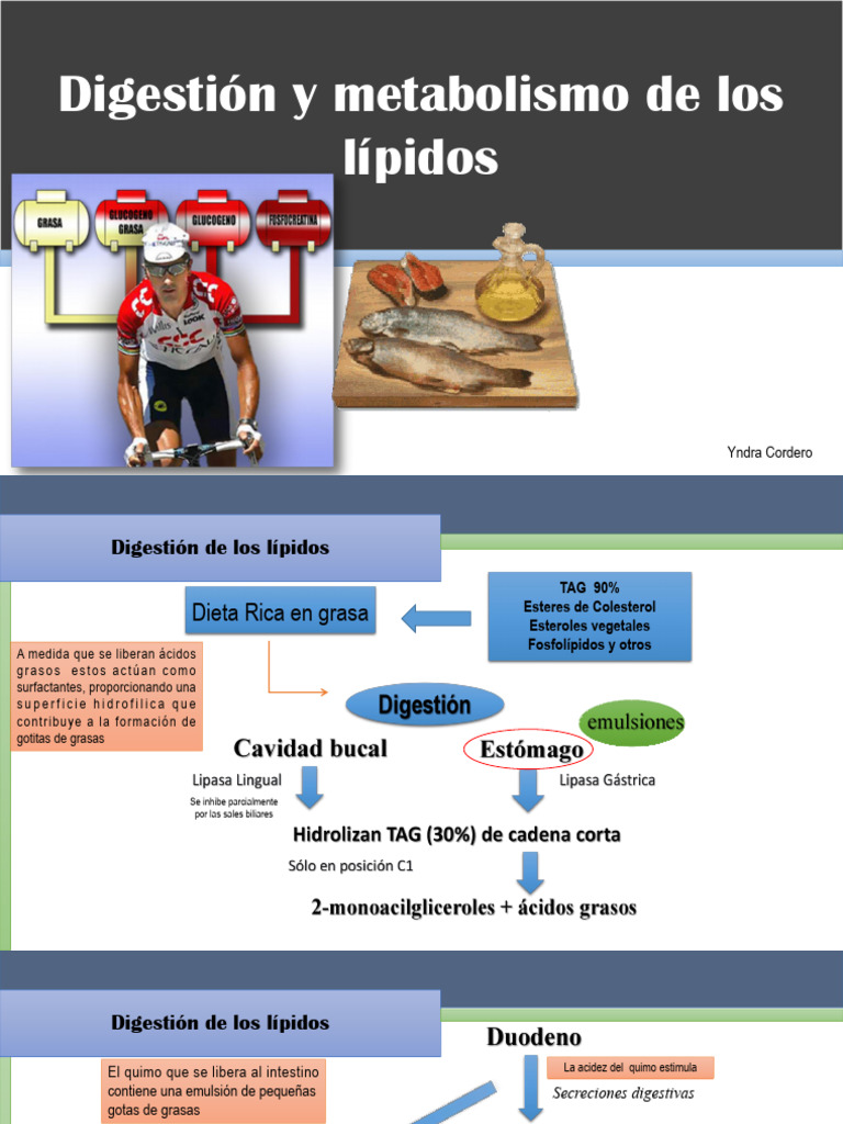 Digestion y Metabolismo de Las Grasas (2) | PDF | Bilis | Digestión