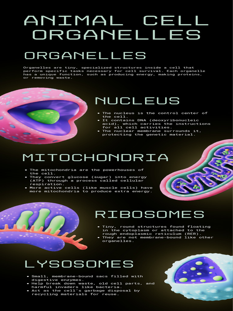 Animal Cell Organelles NGSS Educational Infographic in Black and Green ...