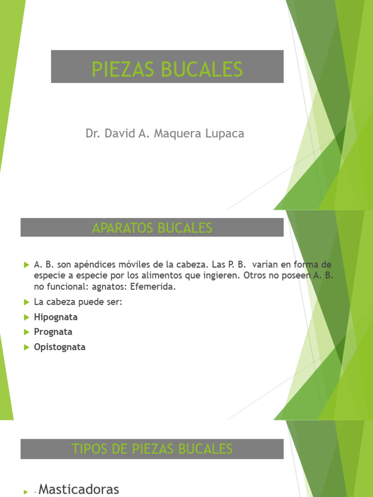 Tipos y Funciones de Piezas Bucales | PDF | Hexapoda | Artropodología