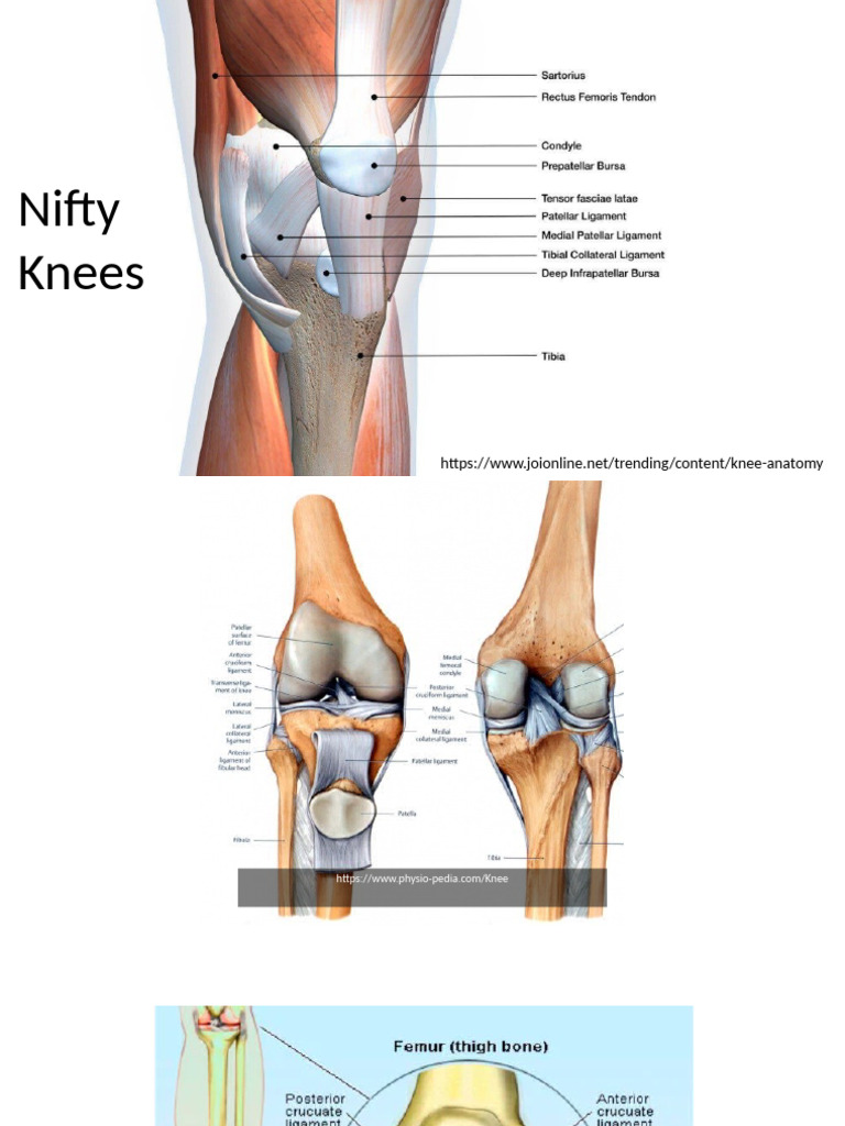 Knee Slides | PDF
