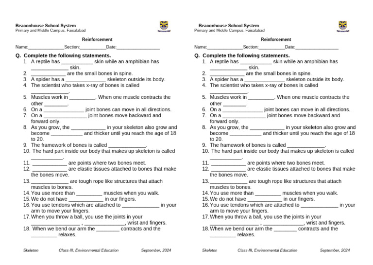 Reinforcement Skeleton Worksheet | PDF | Finger | Arm