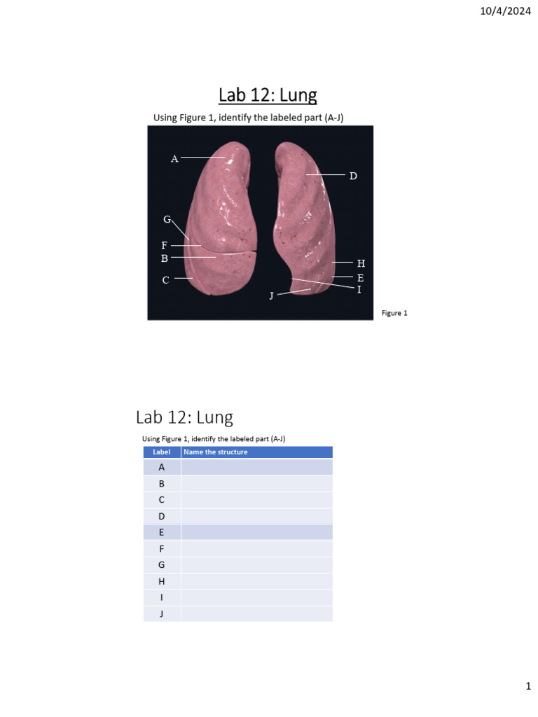 Lung Anatomy Labeling Guide | PDF