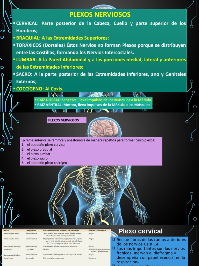 PLEXOS | PDF | Anatomía humana | Sistema musculoesquelético