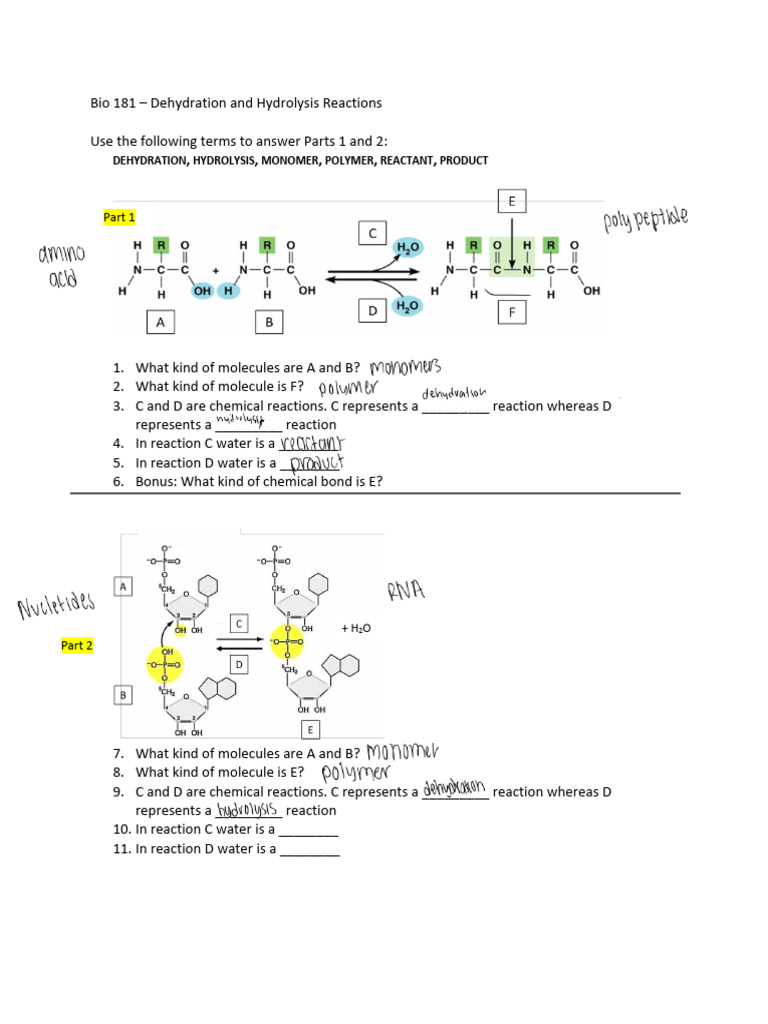 Week 2 - Dehydration and Hydrolysis Reactions - S25 | PDF