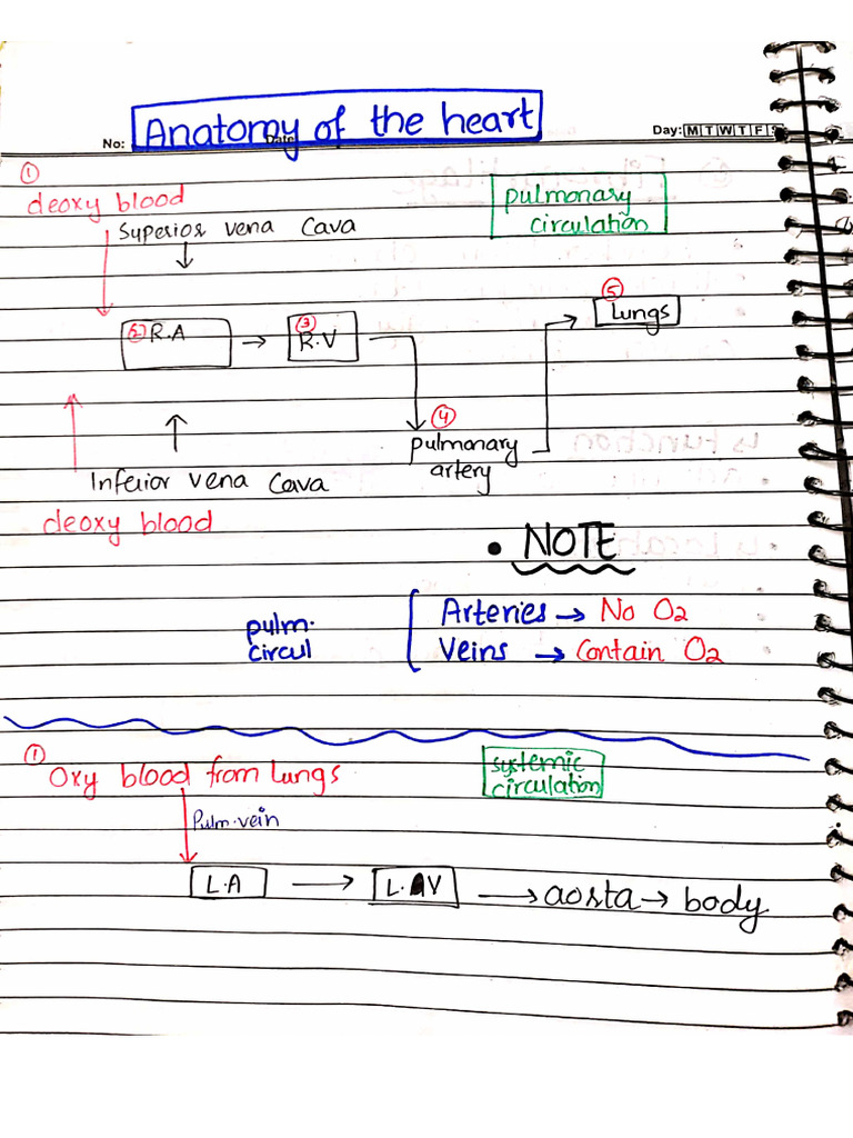 Anatomy Block C | PDF