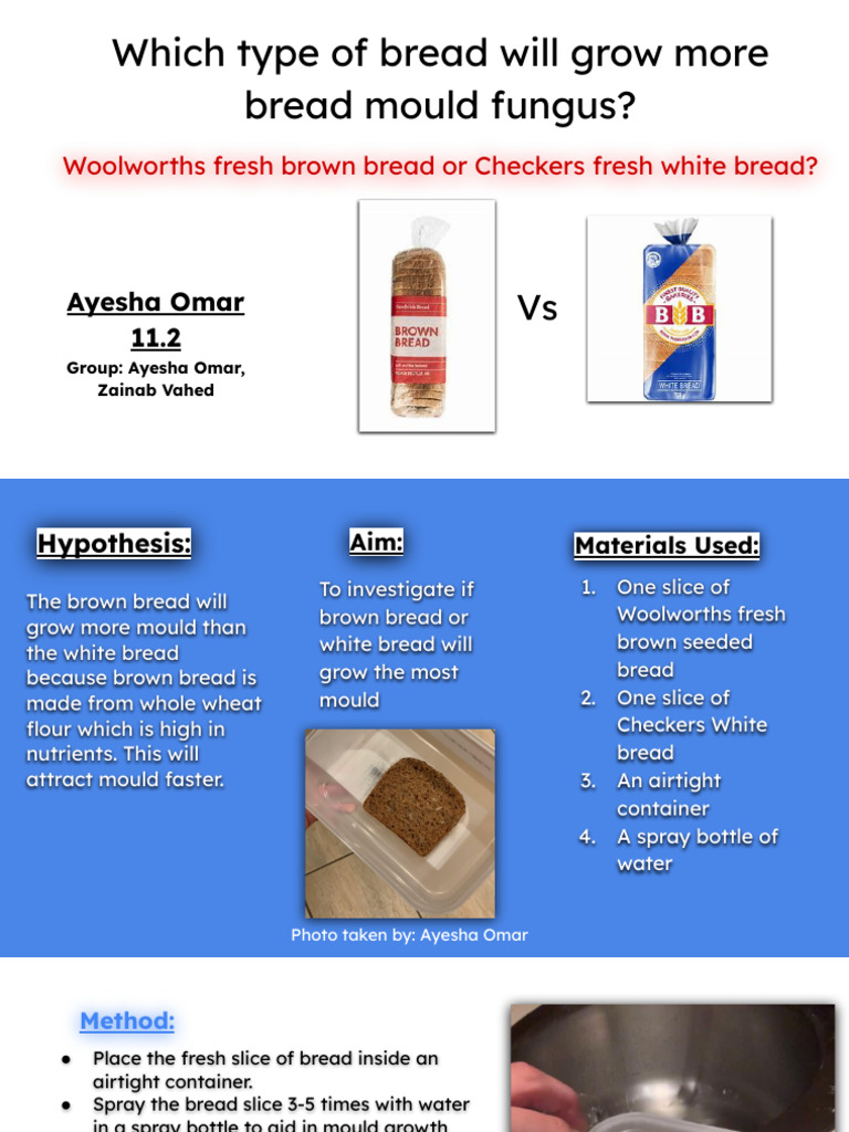 Brown vs. White Bread Mould Growth Study | PDF | Bacteria | Mold