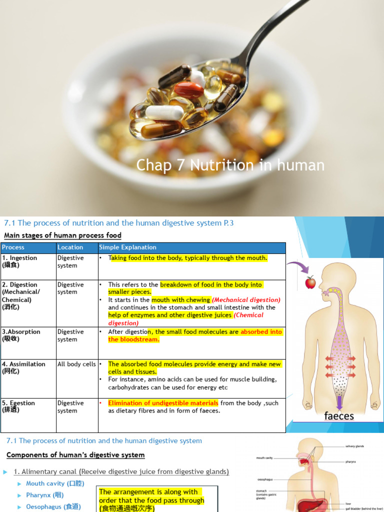 Human Digestive System and Nutrition Process | PDF | Digestion | Tooth
