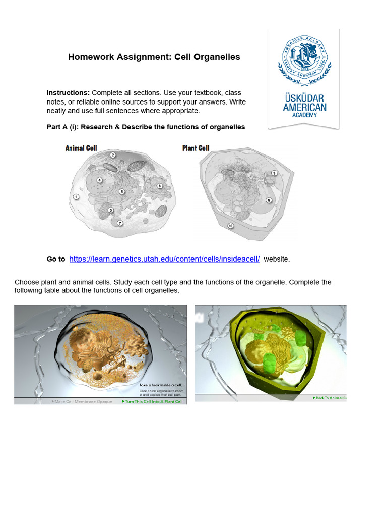 Demir KALKAN - Homework Assignment - Cell Organelles | PDF | Cell ...