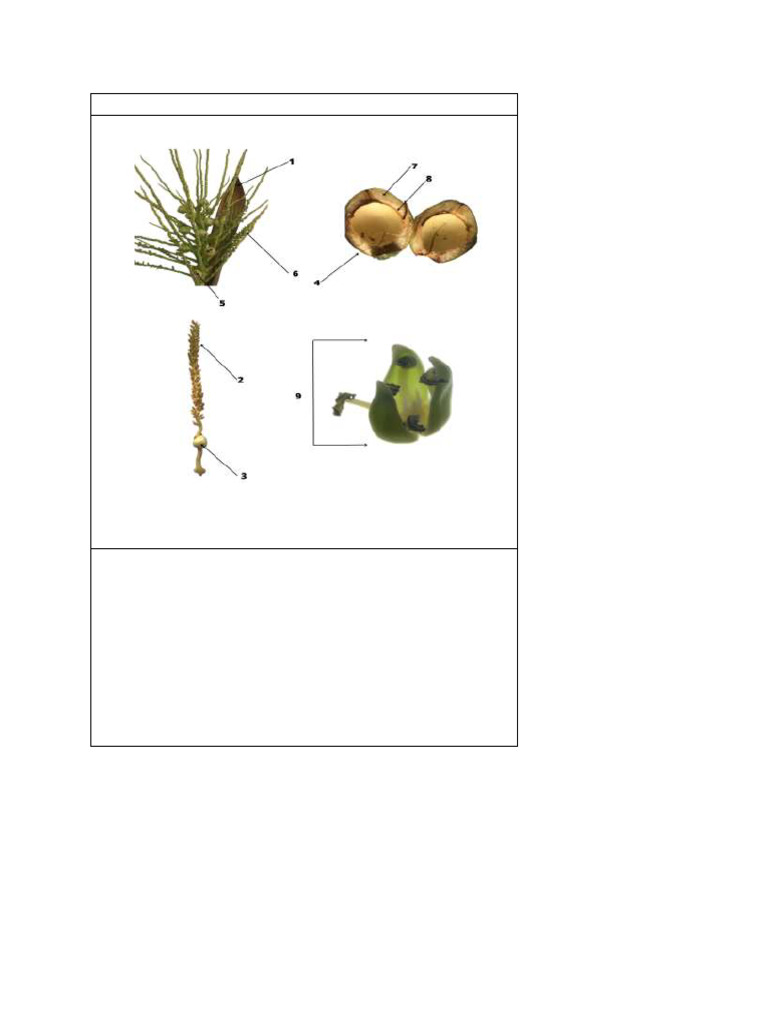 Arecidae | PDF