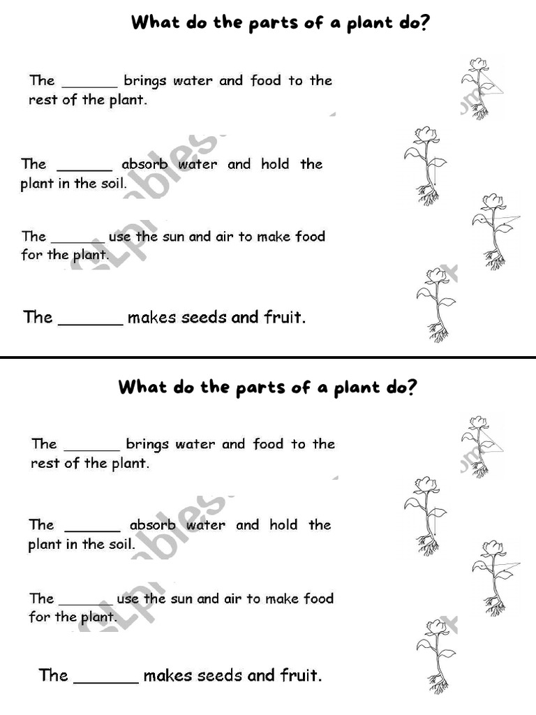 Parts of A Plant Functions | PDF
