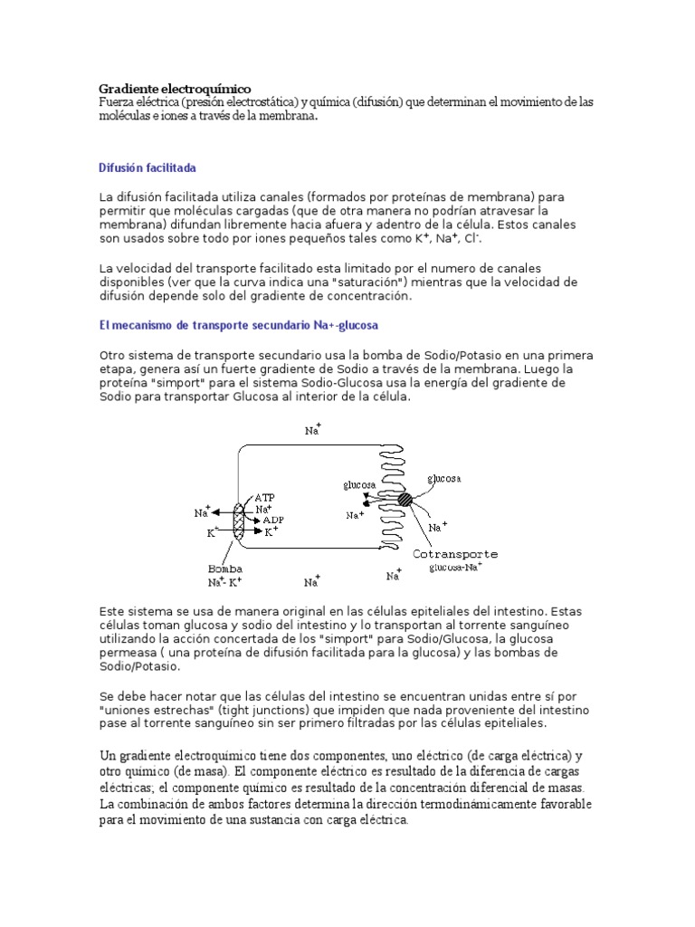 Gradiente Electroquímico | PDF | Membrana celular | Bioquímica