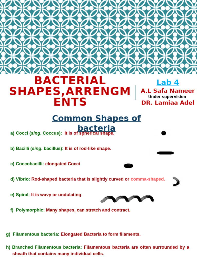 Bacterial Shapes and Arrangements Guide | PDF | Bacteria | Microscopy