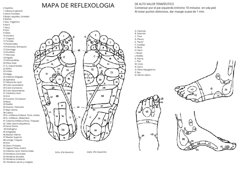 Mapa Completo de Reflexología Podal | PDF | Abdomen | Anatomía humana
