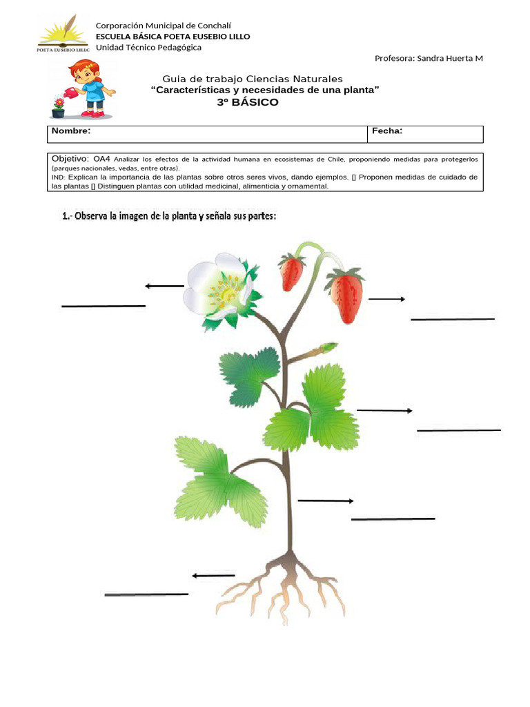 Guia Ciencias Naturales 3°caracteristicas y Necesidades de Una Planta ...