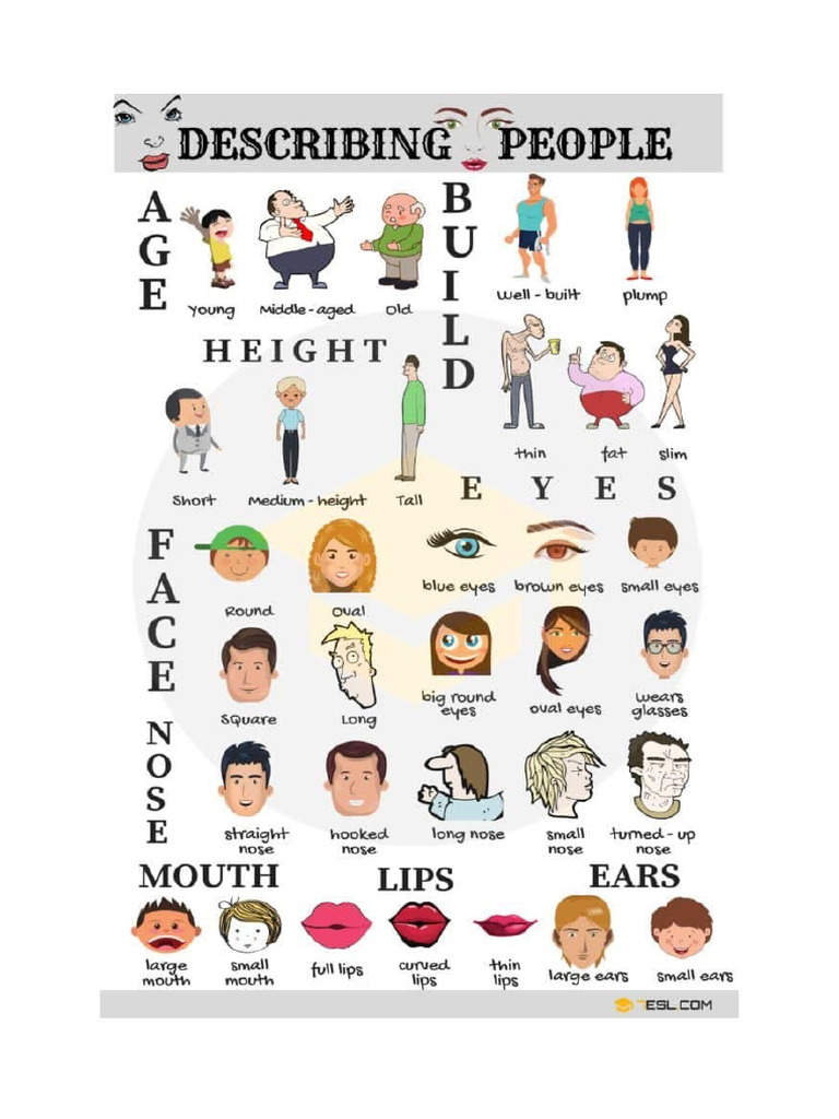 Human Sizes | PDF